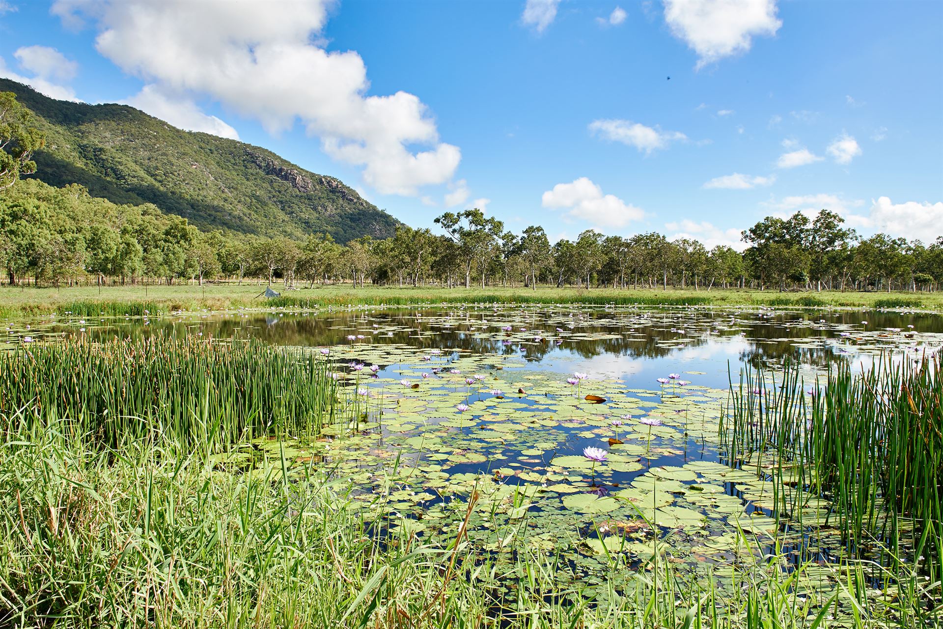Locations Hub - Townsville Region - Cromarty Wetlands